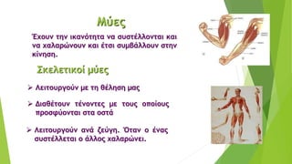 Το μυοσκελετικό σύστημα του ανθρώπου | PPTX