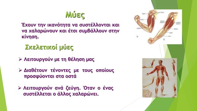 Το μυοσκελετικό σύστημα του ανθρώπου | PPTX