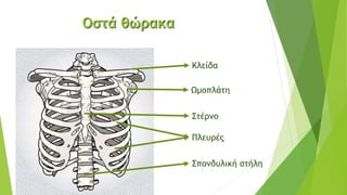 Το μυοσκελετικό σύστημα του ανθρώπου | PPTX