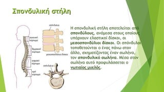Το μυοσκελετικό σύστημα του ανθρώπου | PPTX