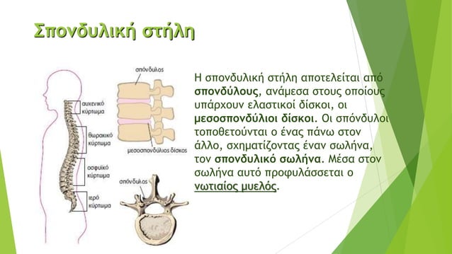 Το μυοσκελετικό σύστημα του ανθρώπου | PPTX