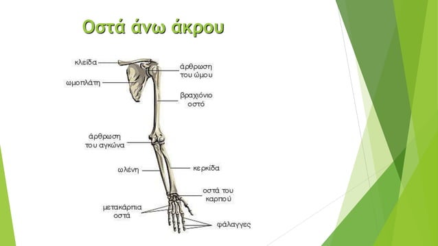 Το μυοσκελετικό σύστημα του ανθρώπου | PPTX