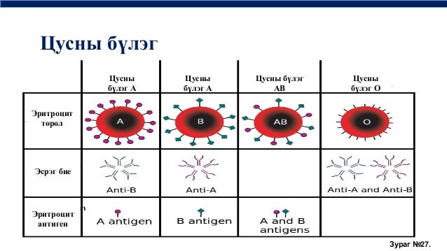 цусны физиологи