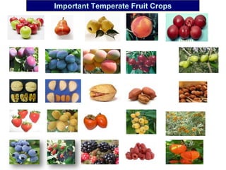 .Temperate fruits challenges and opportunities mk verma | PDF
