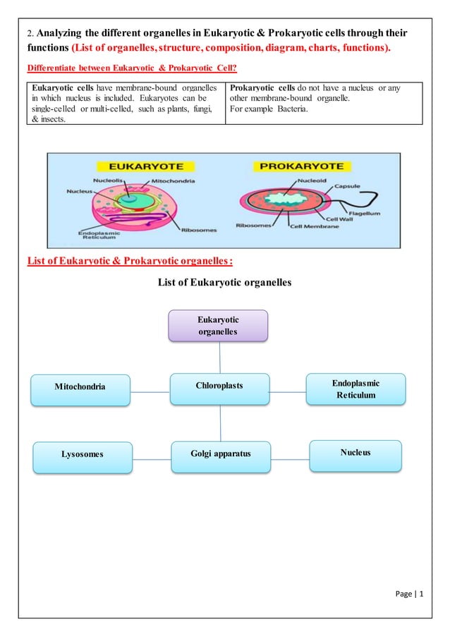 Analyzing the different organelles in eukaryotic & prokaryotic cells through their functions ...
