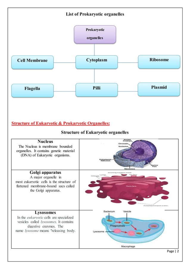 Analyzing the different organelles in eukaryotic & prokaryotic cells ...