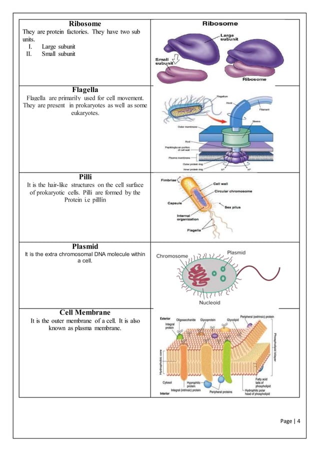 Analyzing the different organelles in eukaryotic & prokaryotic cells ...