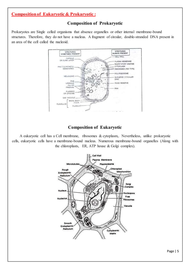 Analyzing the different organelles in eukaryotic & prokaryotic cells ...