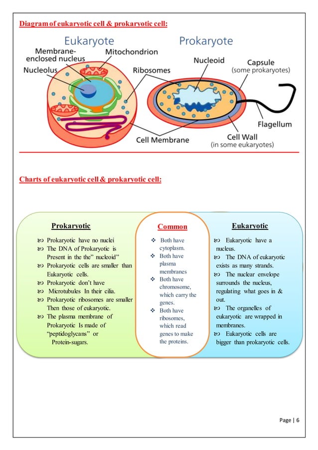 Analyzing the different organelles in eukaryotic & prokaryotic cells ...