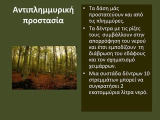 Εξερευνητές στο δάσος | PPTX