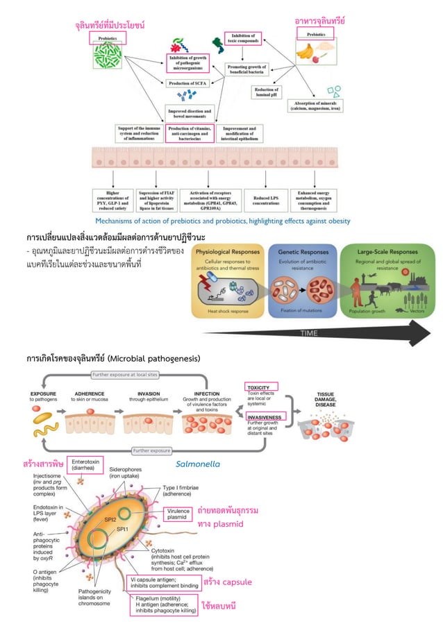 ชีววิทยาของจุลินทรีย์และความรู้เบื้องต้นทางเภสัชจุลชีววิทยา by pitsanu duangkartok | PDF