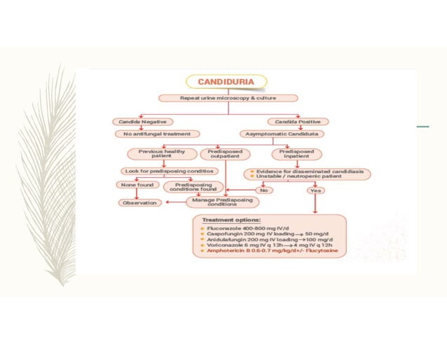 Candiduria | PPT