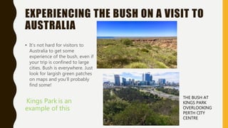 Bush | PPTX