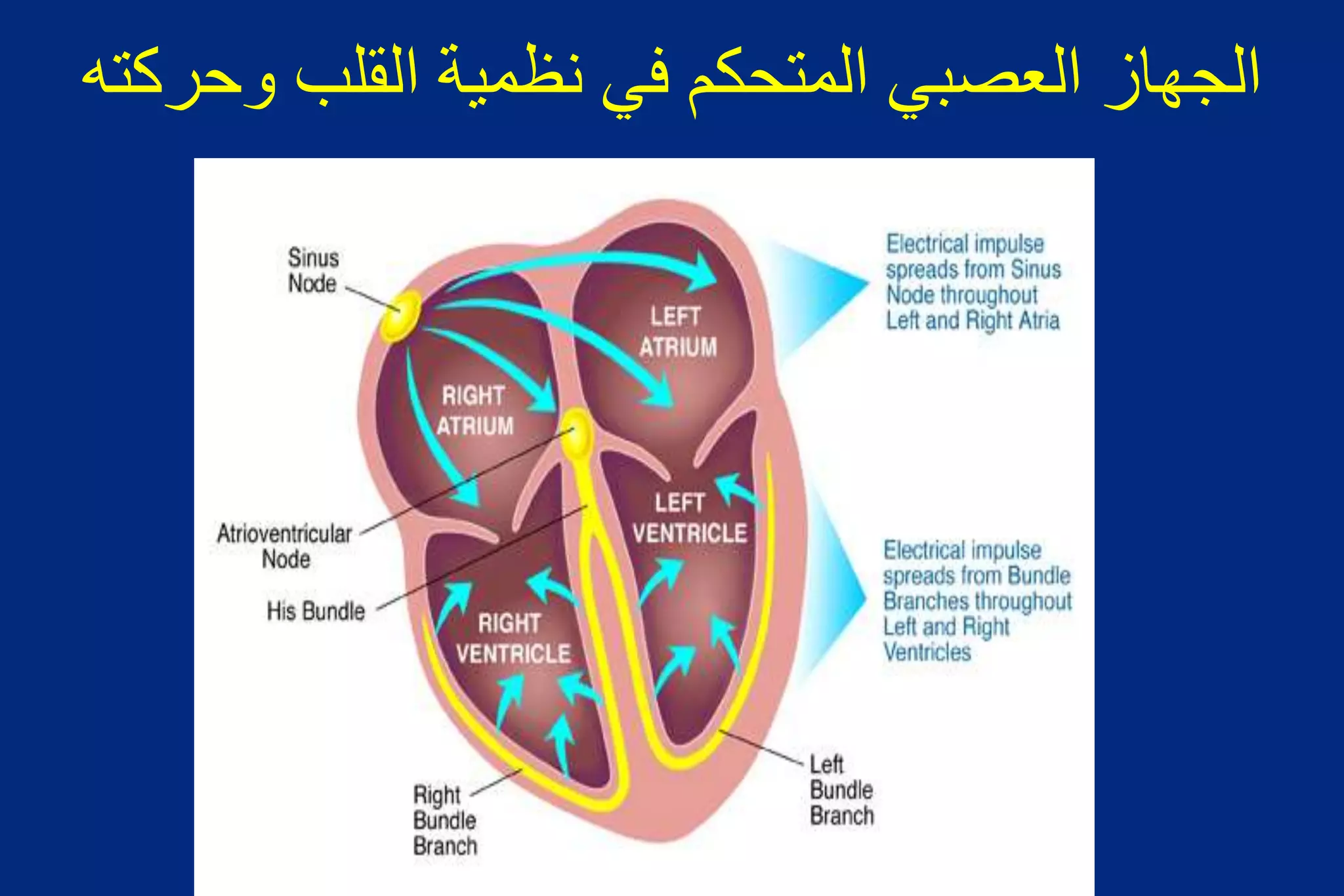القلب العضلي والمعنوي Prof Mohamed Ali Albar | PPT