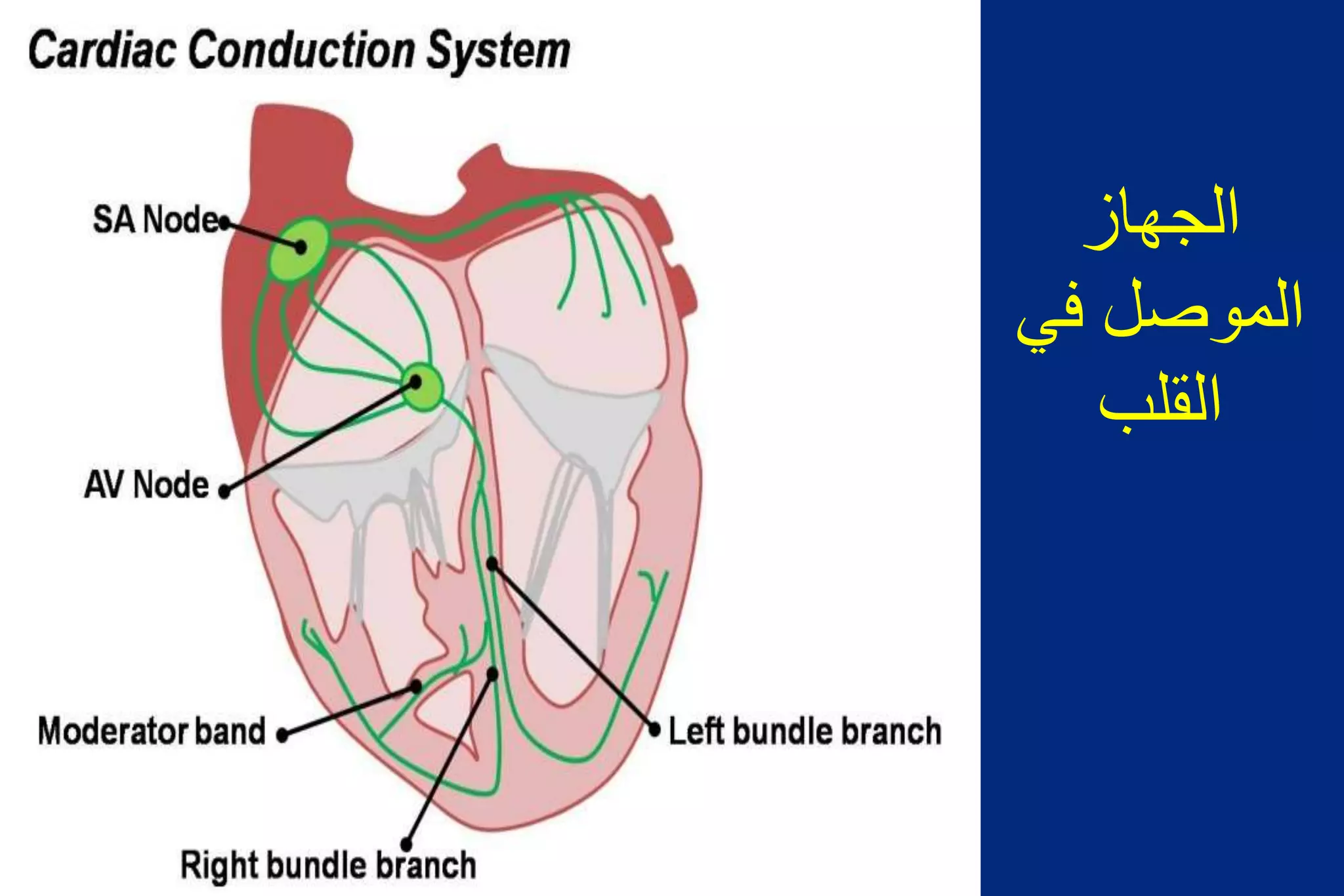 القلب العضلي والمعنوي Prof Mohamed Ali Albar | PPT