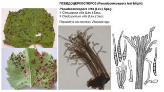 Хвороби винограду. Мікози / Fungal diseases of grapevine | PPTX