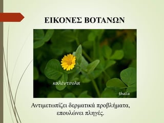 ΒΟΤΑΝΑ ΚΑΙ ΑΡΩΜΑΤΙΚΑ ΦΥΤΑ ΤΑ ΙΑΤΡΙΚΑ ΤΗΣ ΦΥΣΗΣ.pptx