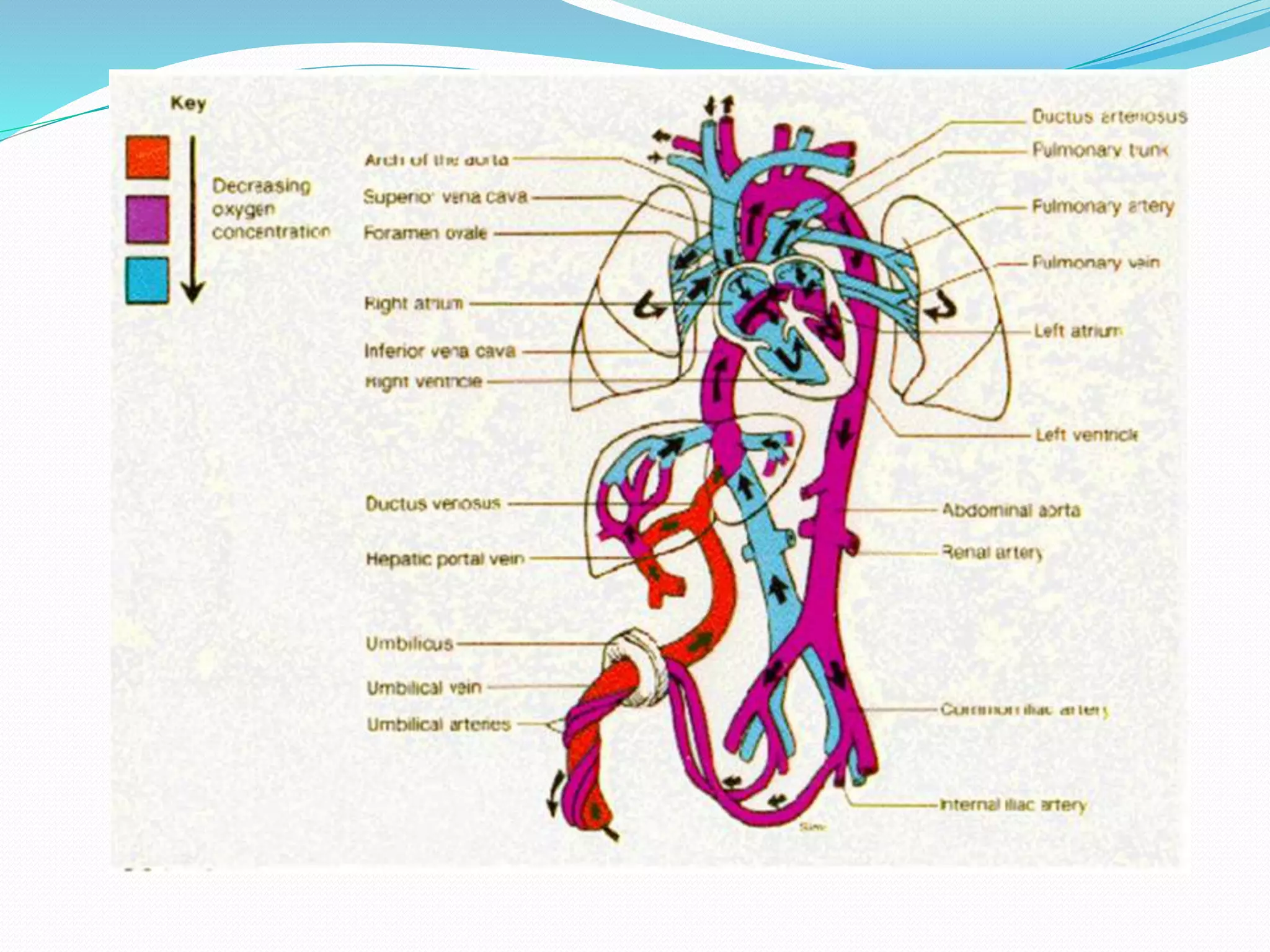 د.وداد The fetal circulation-1 (Muhadharaty).pptx