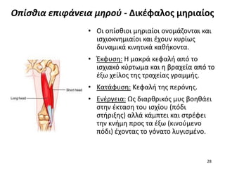 Γόνατο - κνήμη.pdf