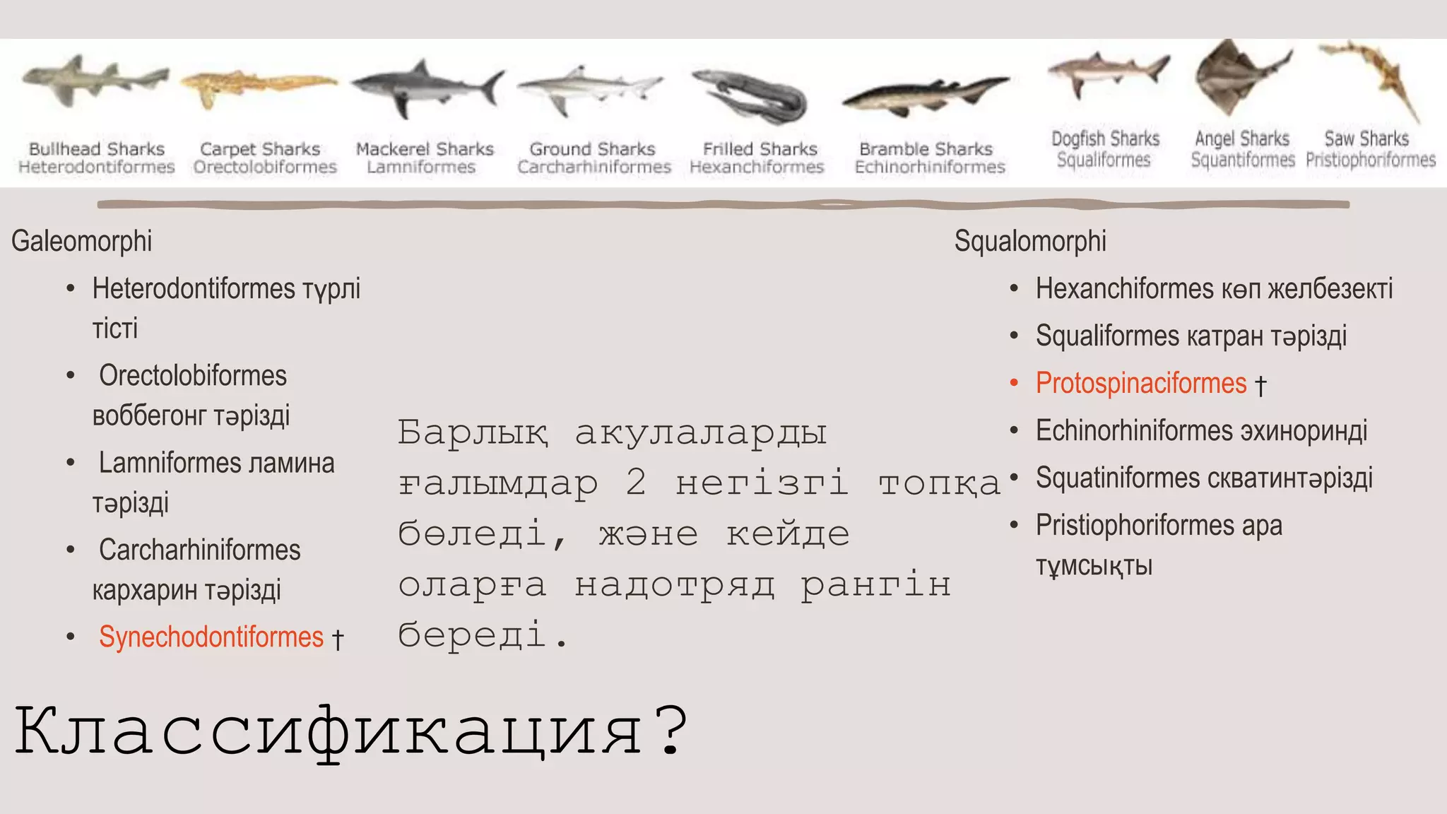 акулалар.pptx