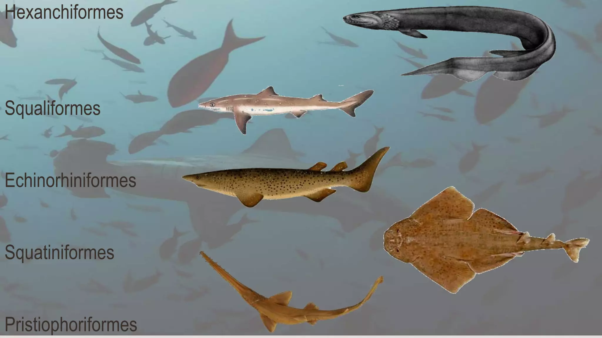 акулалар.pptx