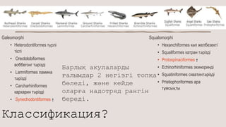 акулалар.pptx