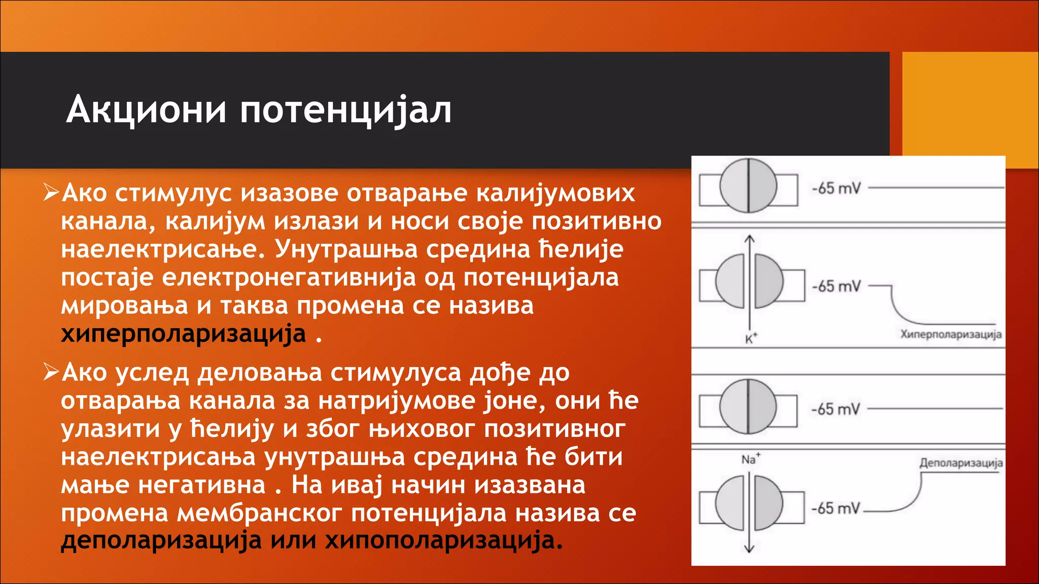 Акциони потенцијал и синапса Pdf