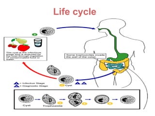 b.coli | Digestive Disorders | Diseases and Conditions