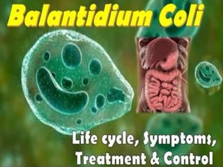 b.coli | Digestive Disorders | Diseases and Conditions