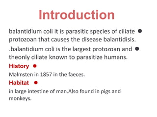 b.coli | Digestive Disorders | Diseases and Conditions