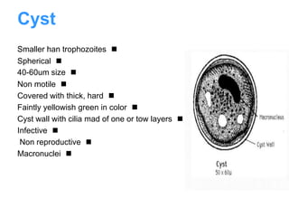 b.coli