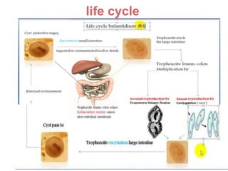b.coli | Digestive Disorders | Diseases and Conditions