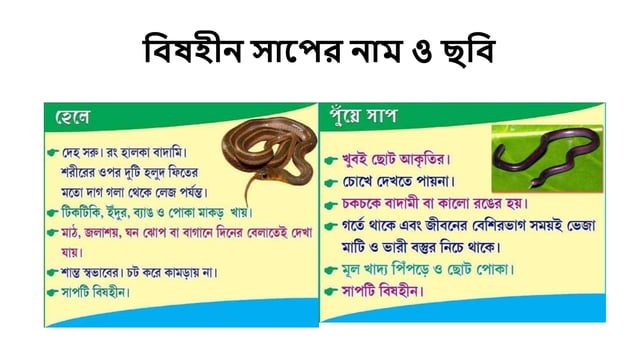 Snake -Bangladesh by Abdul Hai সাপ.pptx