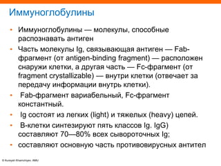 лимфа.pptx