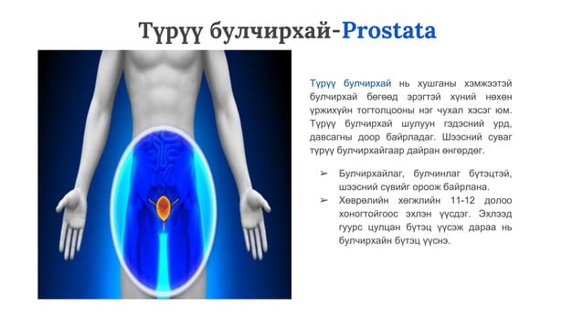 Эр бэлэг эрхтэн Гистологи Pptx