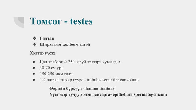 Эр бэлэг эрхтэн Гистологи Pptx