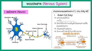 ระบบประสาท สอนพิเศษ ม.2.pptx