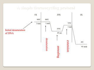 مي....PCR.pdf