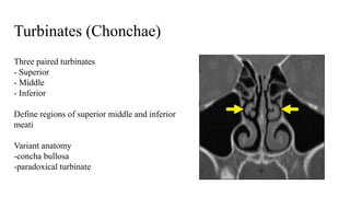 Хамар, дайвар хөндийн КТГ анатоми.pptx