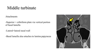 Хамар, дайвар хөндийн КТГ анатоми.pptx