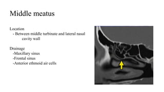 Хамар, дайвар хөндийн КТГ анатоми.pptx