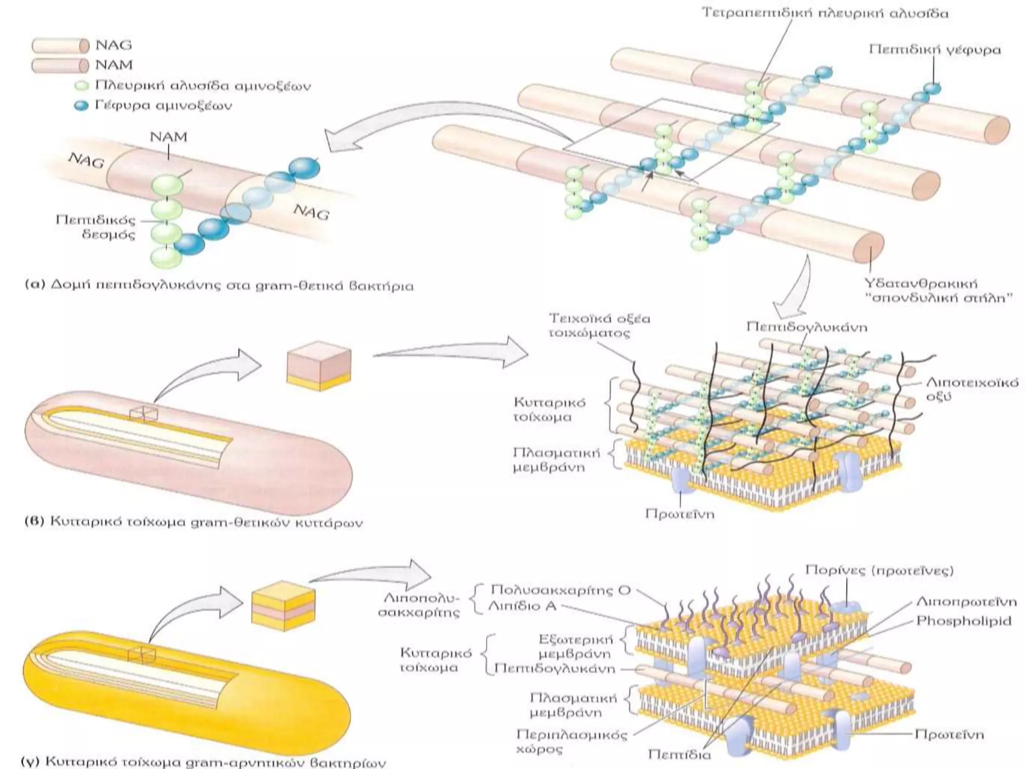 ΜΙΚΡΟΣΚΟΠΗΣΗ – ΠΑΡΑΣΚΕΥΑΣΜΑΤΑ - ΧΡΩΣΕΙΣ (ΑΜΕΣΗ ΑΝΙΧΝΕΥΣΗ ΒΙΟΛΟΓΙΚΟΥ ...