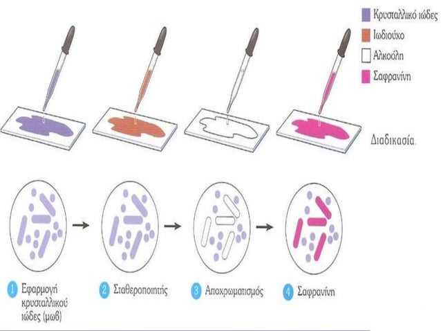 ΜΙΚΡΟΣΚΟΠΗΣΗ – ΠΑΡΑΣΚΕΥΑΣΜΑΤΑ - ΧΡΩΣΕΙΣ (ΑΜΕΣΗ ΑΝΙΧΝΕΥΣΗ ΒΙΟΛΟΓΙΚΟΥ ...