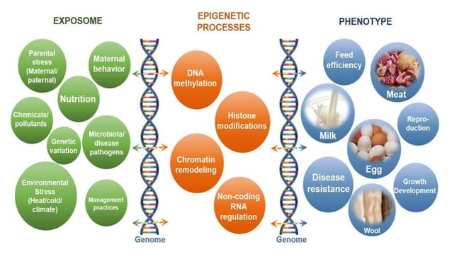epigenetics.pptx | Biological Sciences | Science