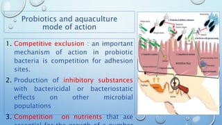 سمينار الشعبة.pptx