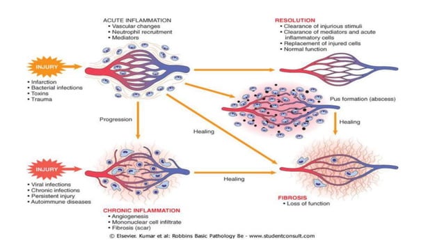 .INFLAMMATION 1.pptx