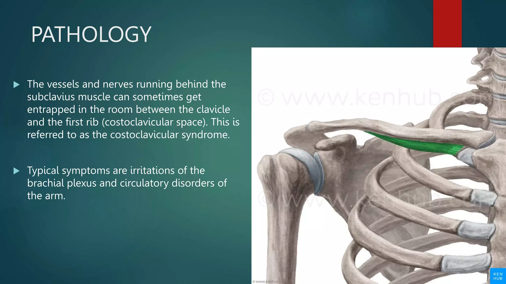 .UPPER LIMB MUSCLES-I.pptx