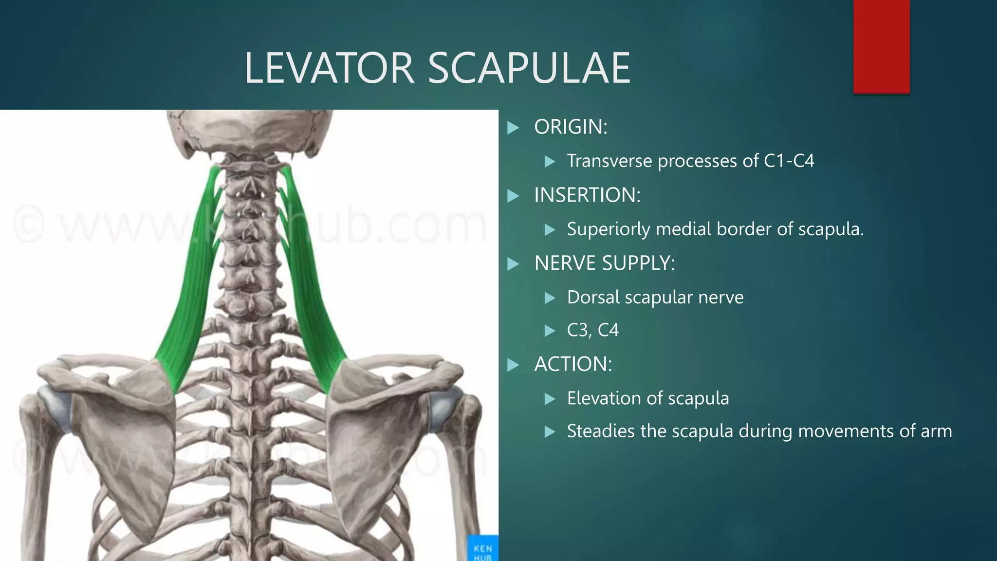 .UPPER LIMB MUSCLES-I.pptx