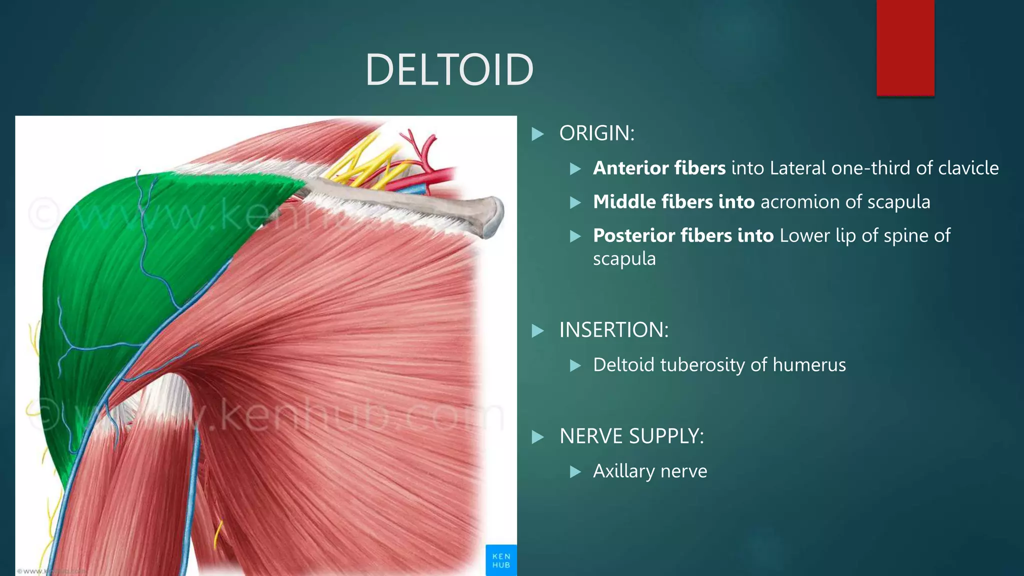 .UPPER LIMB MUSCLES-I.pptx