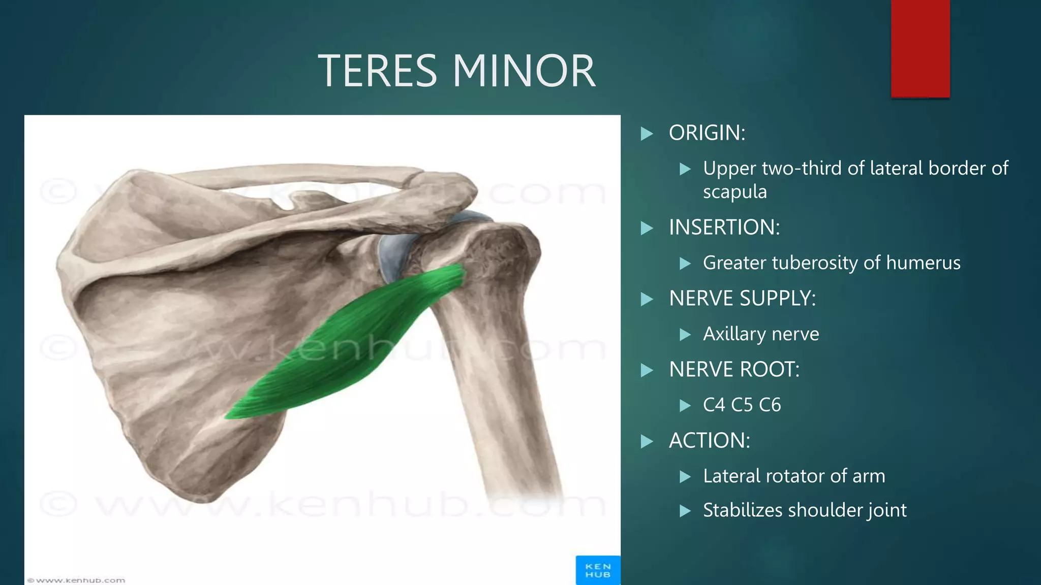 .UPPER LIMB MUSCLES-I.pptx